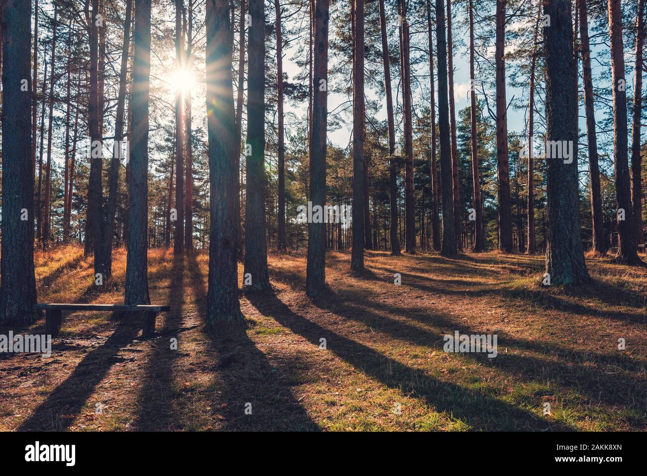 Pine tree forest with long shadow cast, back lit woods Stock Photo - Alamy