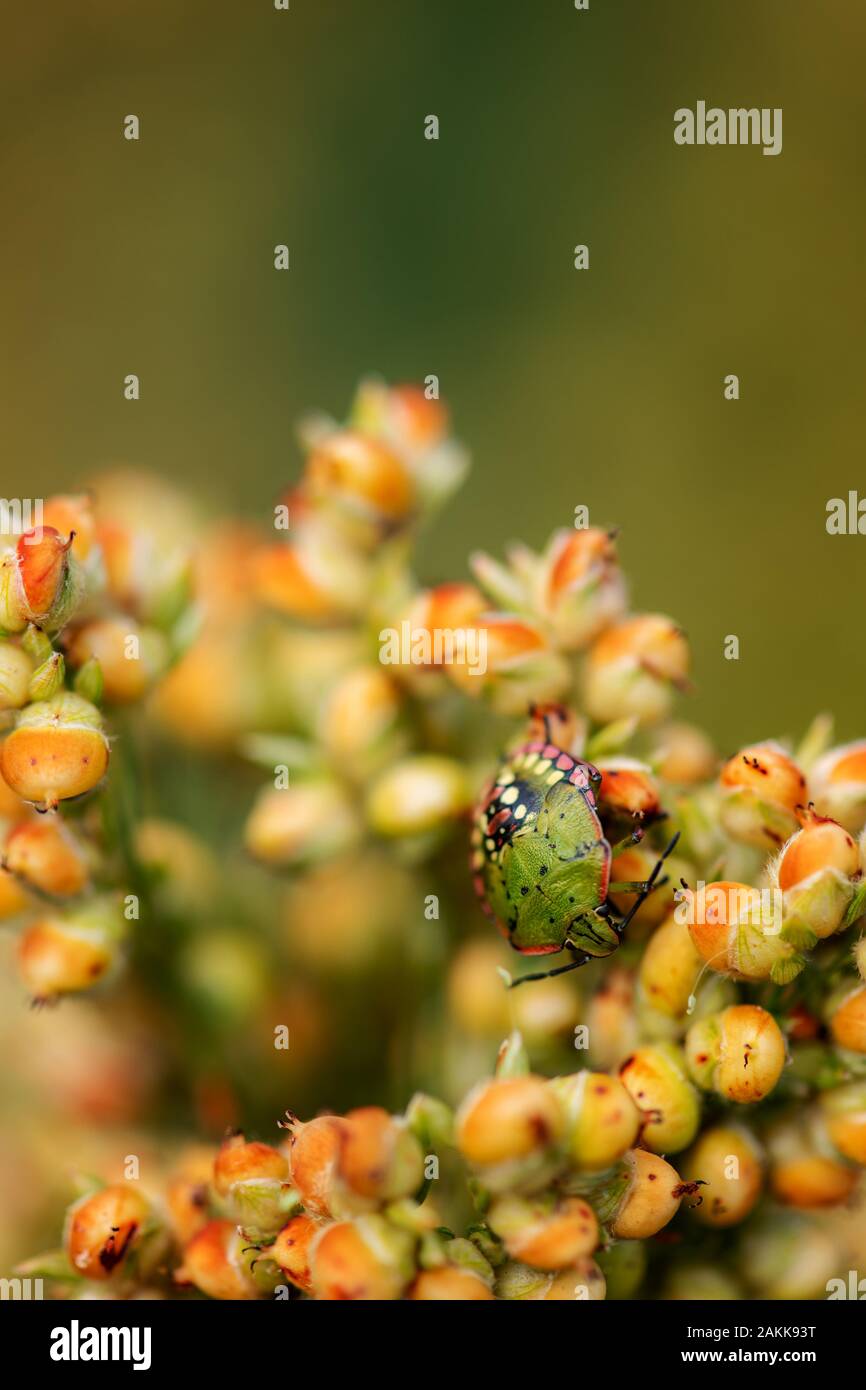 Stink bug insect on Sorghum bicolor crop in field, close up of male ...