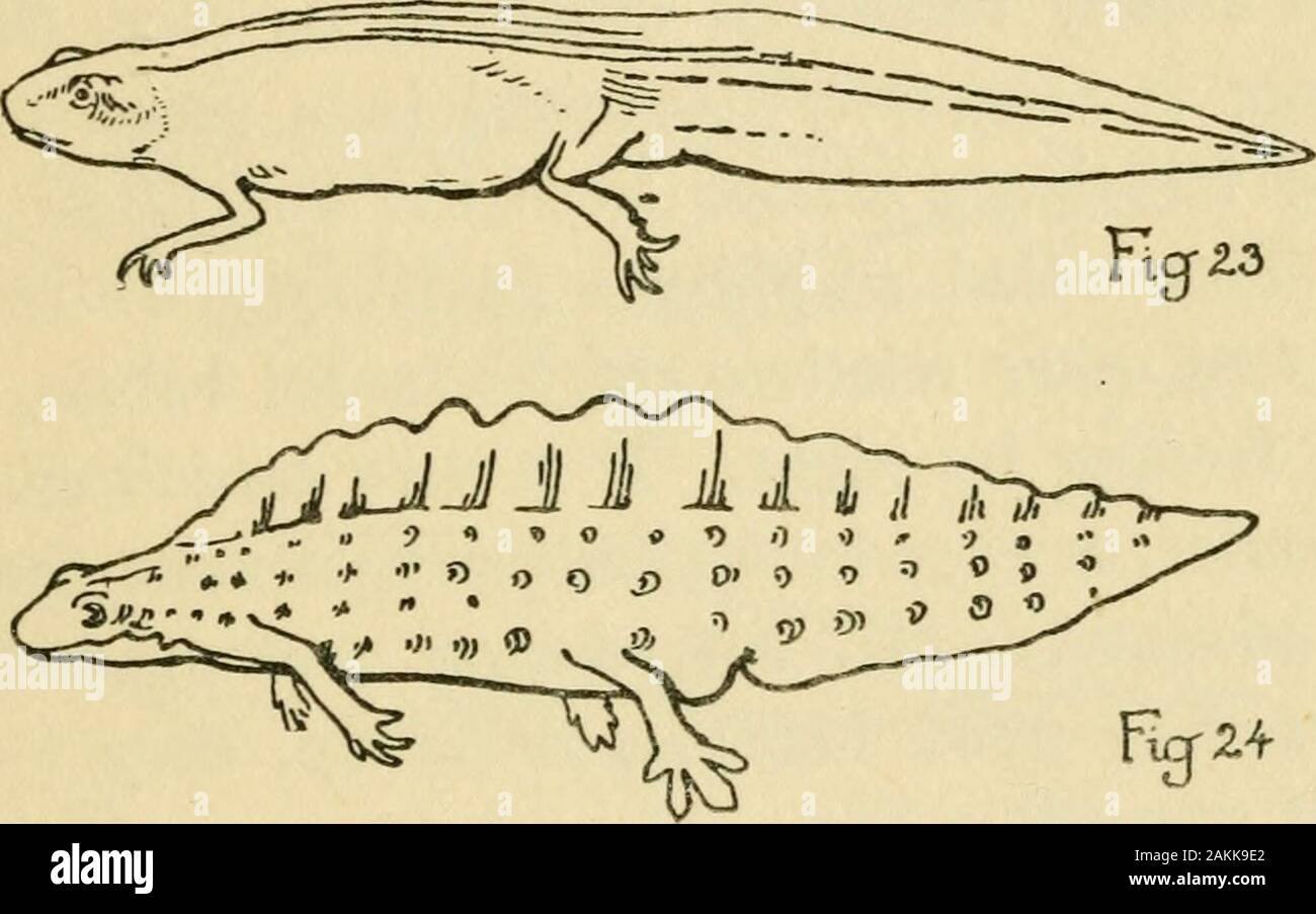 Tadpole with hind legs hi-res stock photography and images - Alamy
