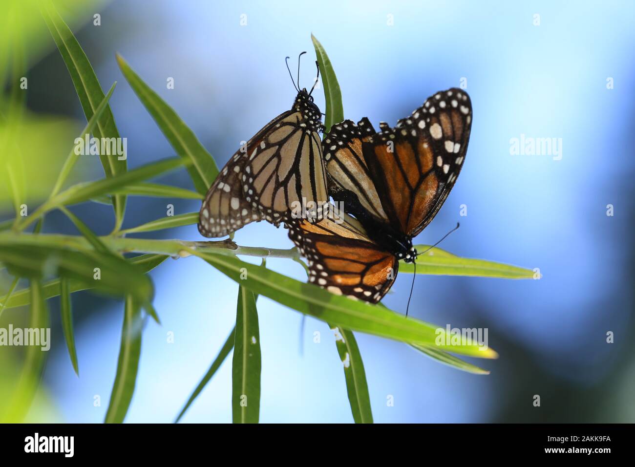Two Monarch Butterflies, Danaus plexippus Stock Photo - Alamy