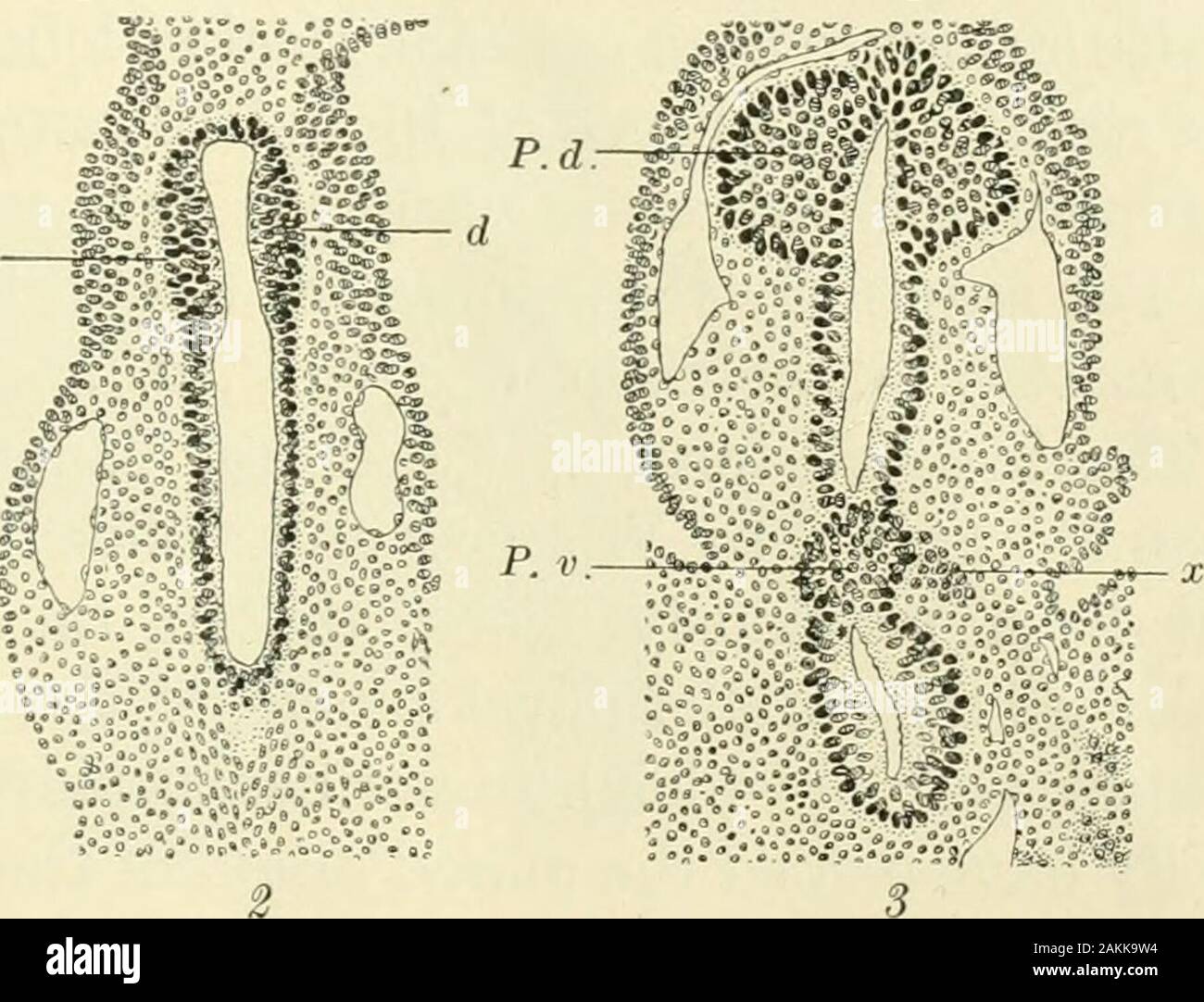Pig embryo hi-res stock photography and images - Alamy