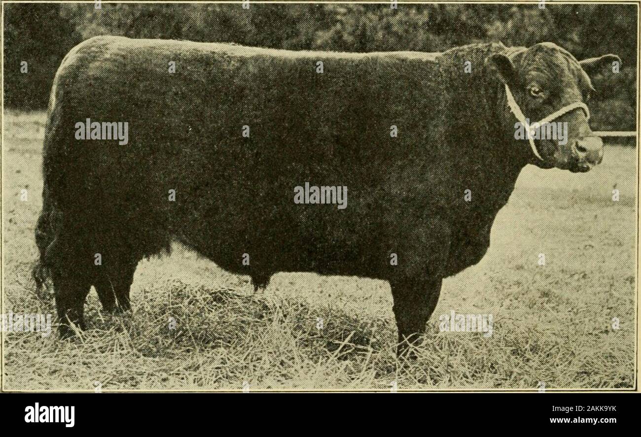 Red shorthorn cattle hi-res stock photography and images - Alamy