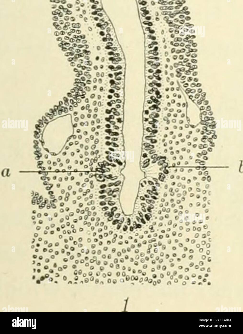 The American journal of anatomy . appears asa single caudally directed ...