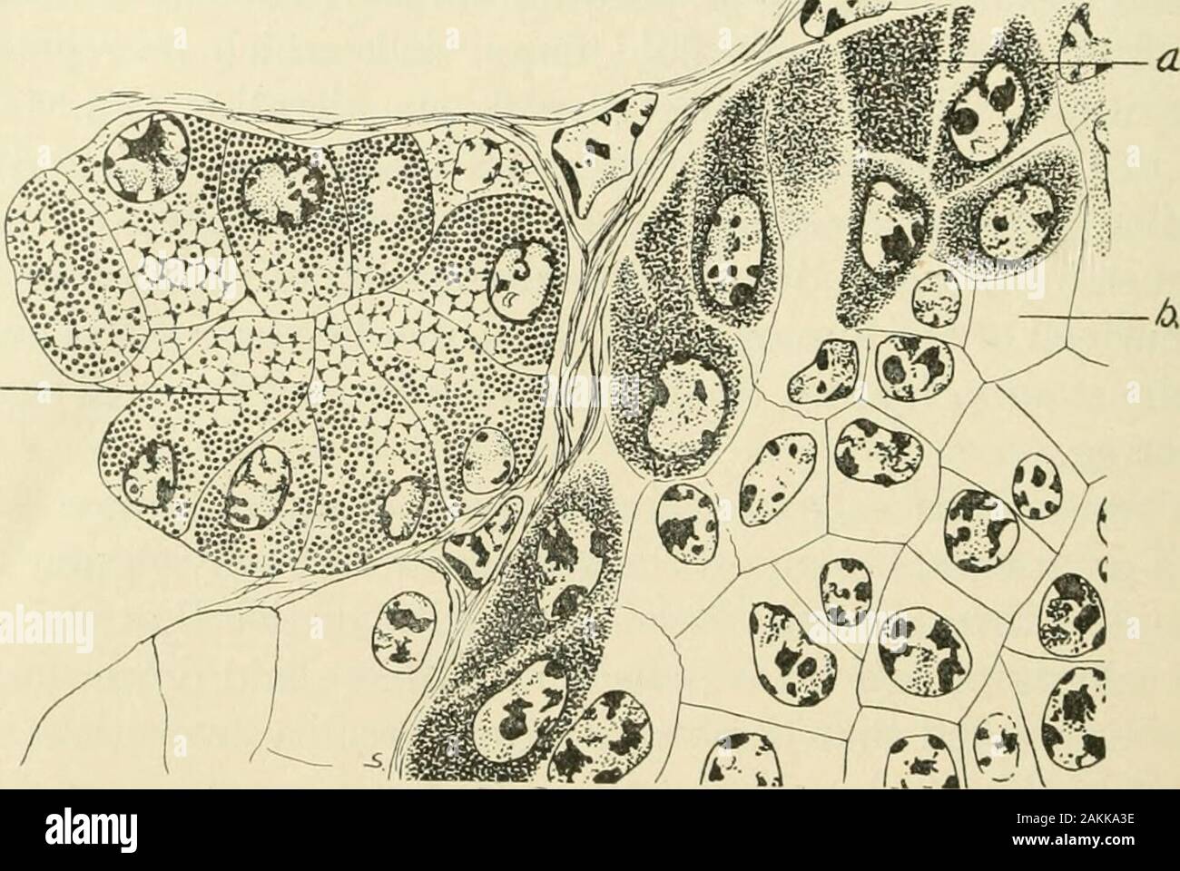 Zymogen granules hi-res stock photography and images - Alamy