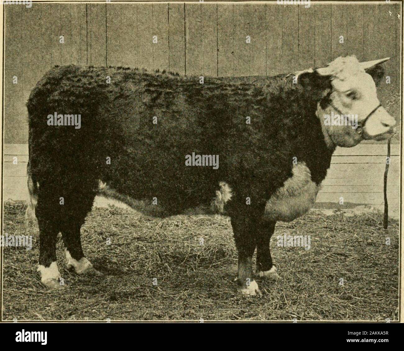 An introduction to agriculture . BEEF TYPE A Shorthorn.— Wisconsin ...