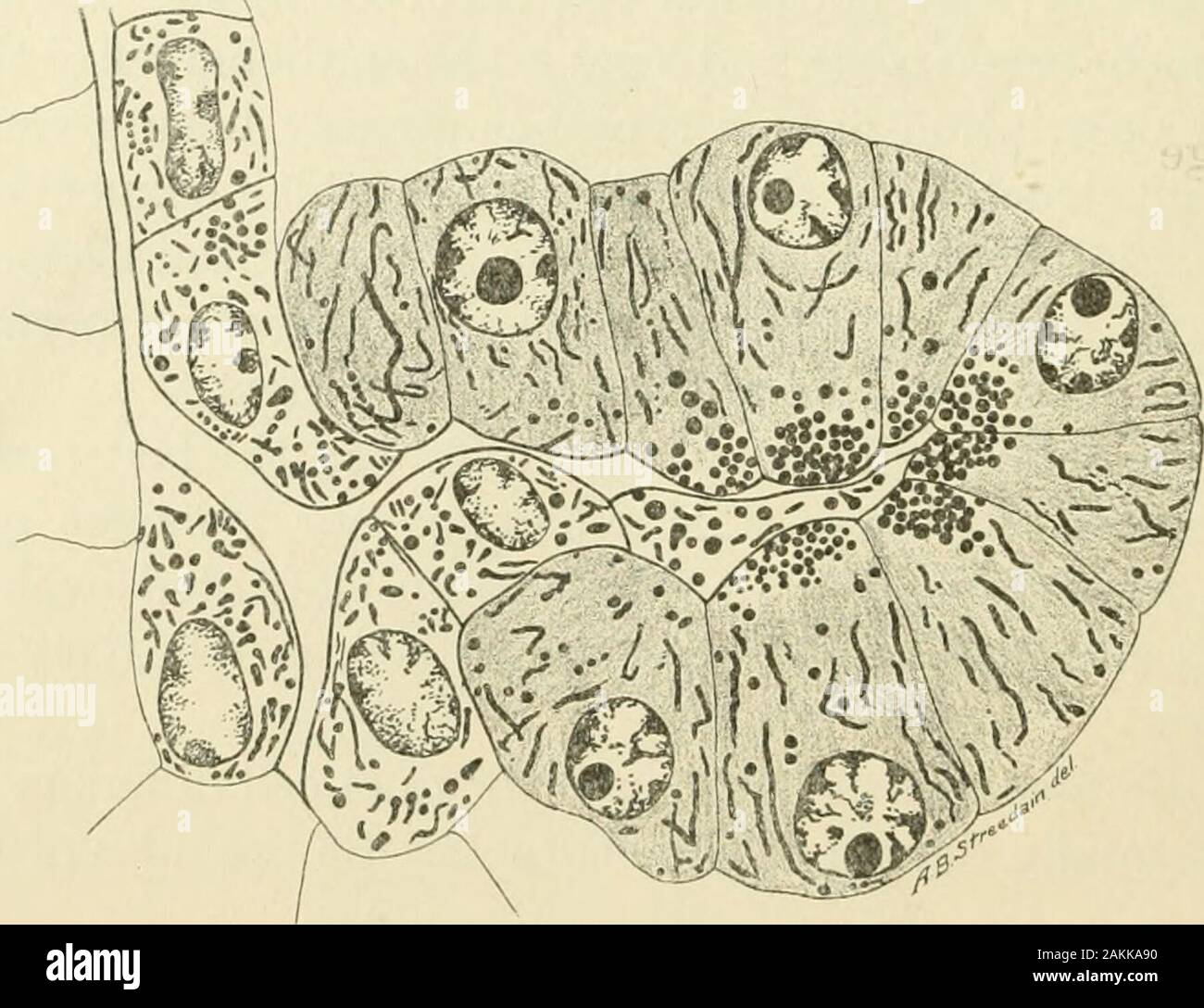 Mitochondrial anatomy hi-res stock photography and images - Alamy