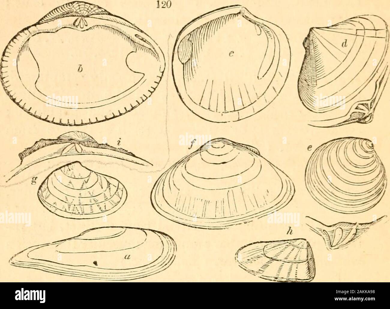 A treatise on malacology; or, Shells and shell fish . t, but va-riable ...