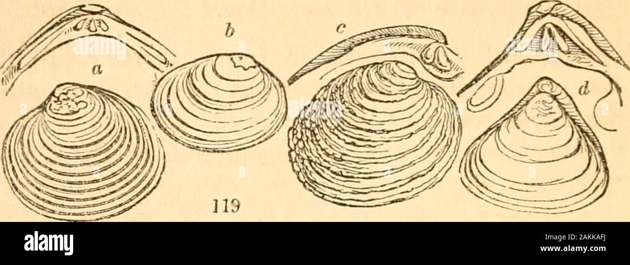 A treatise on malacology; or, Shells and shell fish . a triangular ...