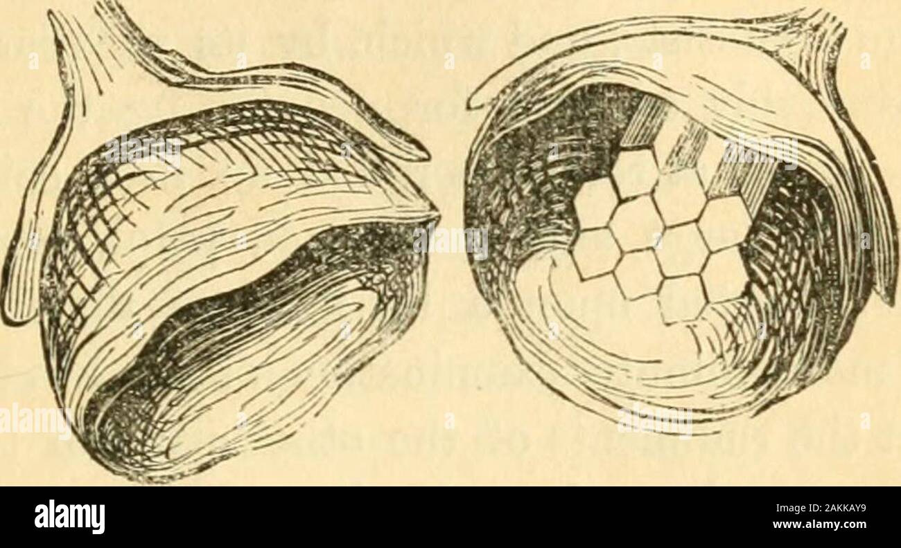 The entomologist's text book : an introduction to the natural history ...