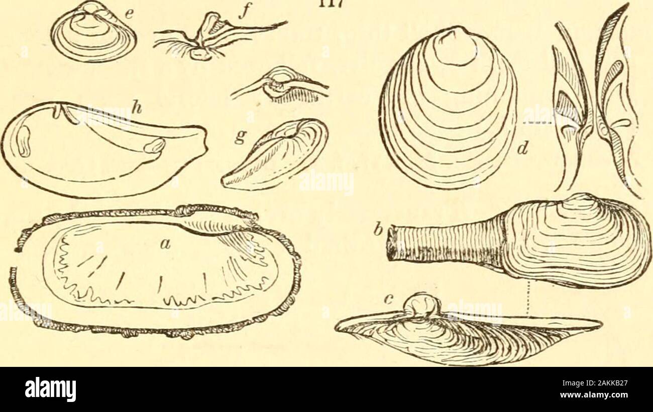 Mactra chinensis hi-res stock photography and images - Alamy