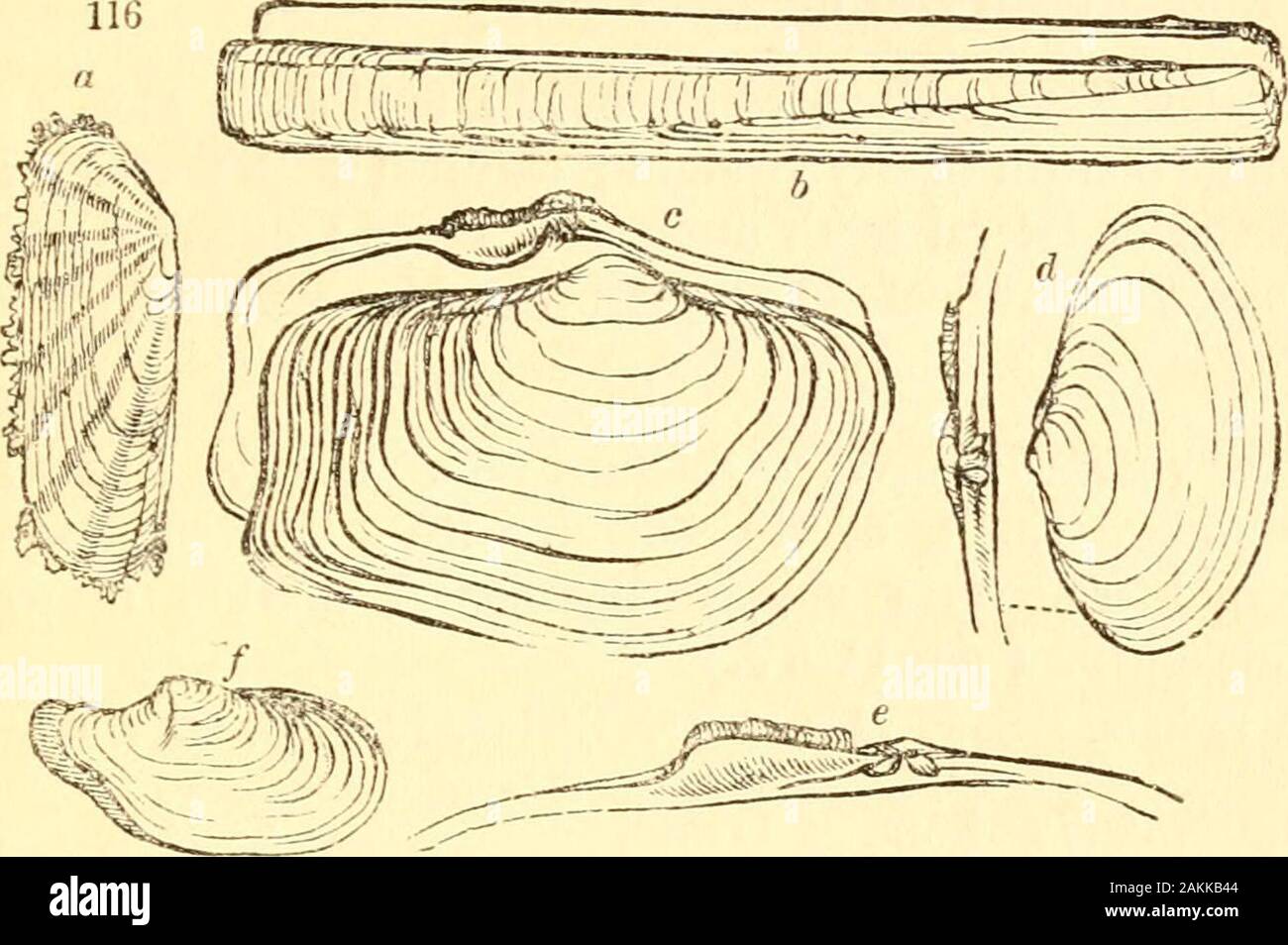 A treatise on malacology; or, Shells and shell fish . rse rib. dorsalis ...