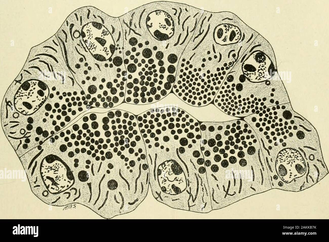 How does the pancreas work hi-res stock photography and images - Alamy