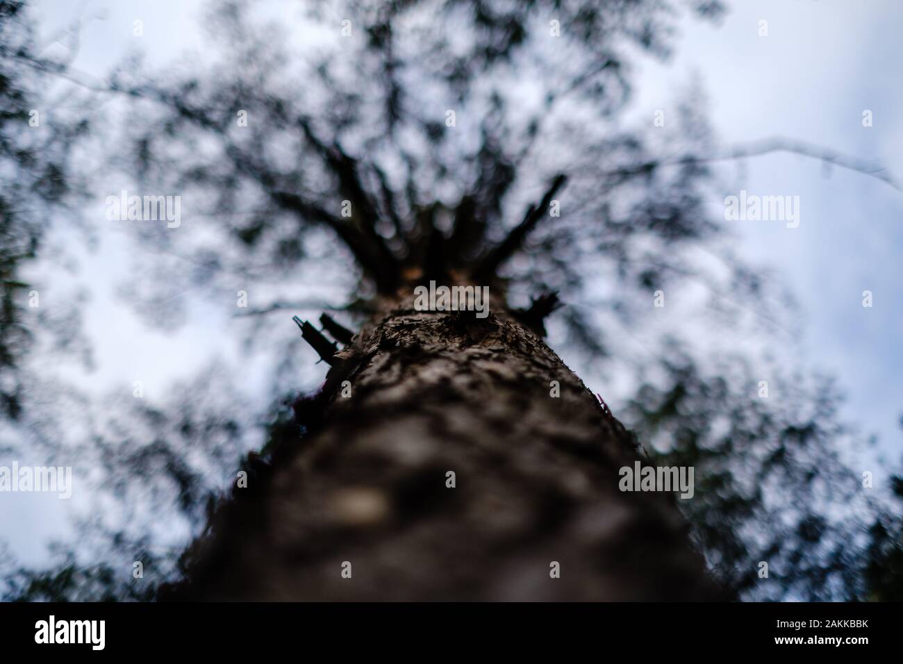 tree trunks in autumn without leaves and shallow depth of field against ...
