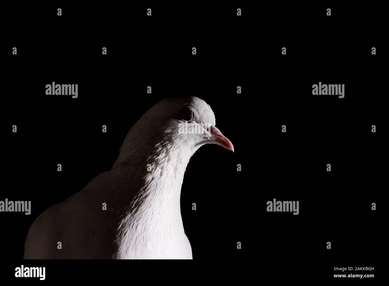 Moving pigeon hi-res stock photography and images - Alamy
