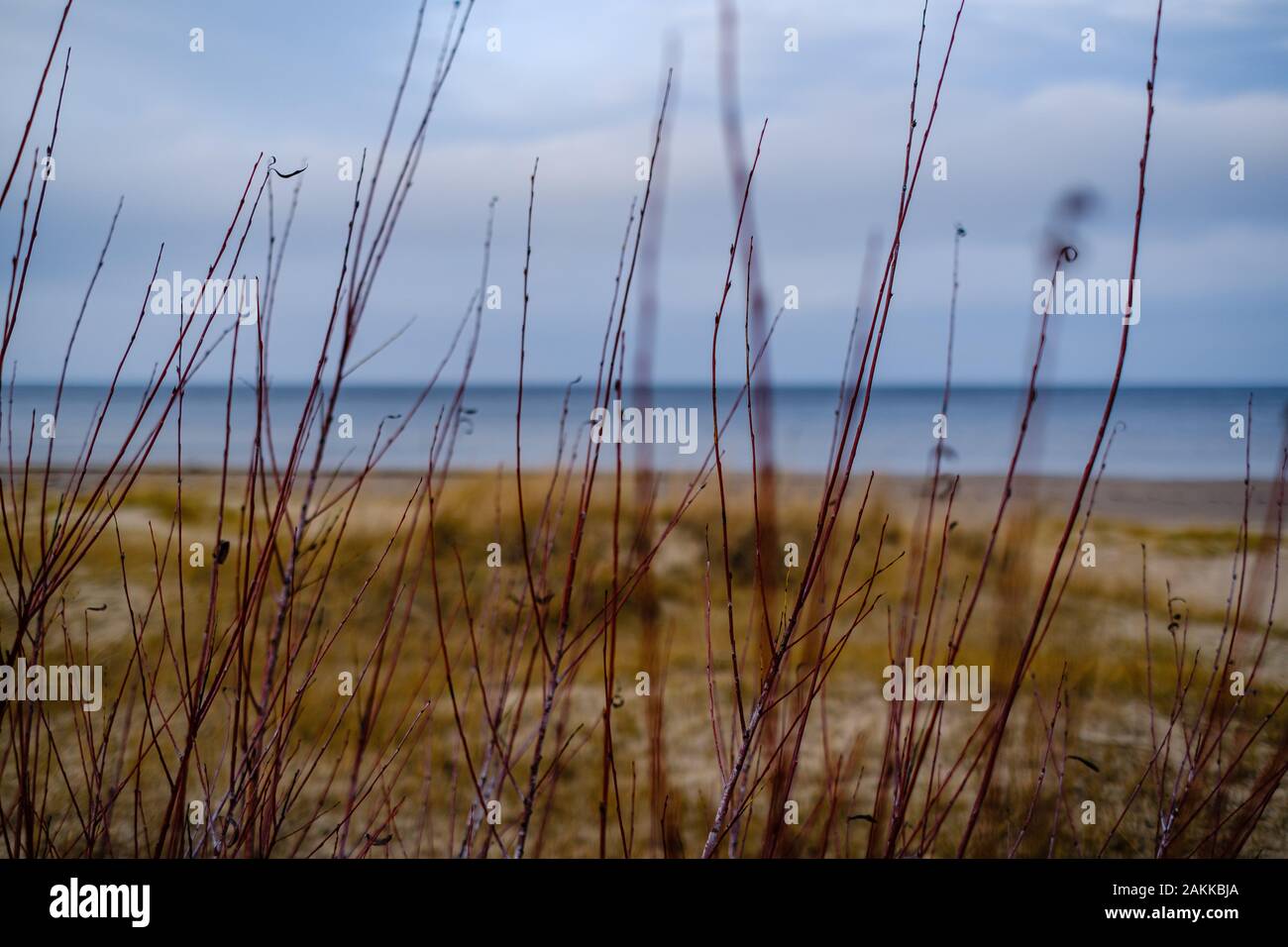 empty sea beach in autumn with some bushes and dry grass. water in ...
