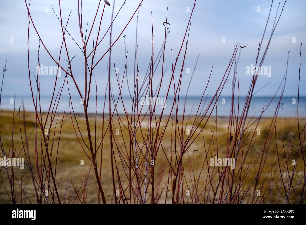 empty sea beach in autumn with some bushes and dry grass. water in ...