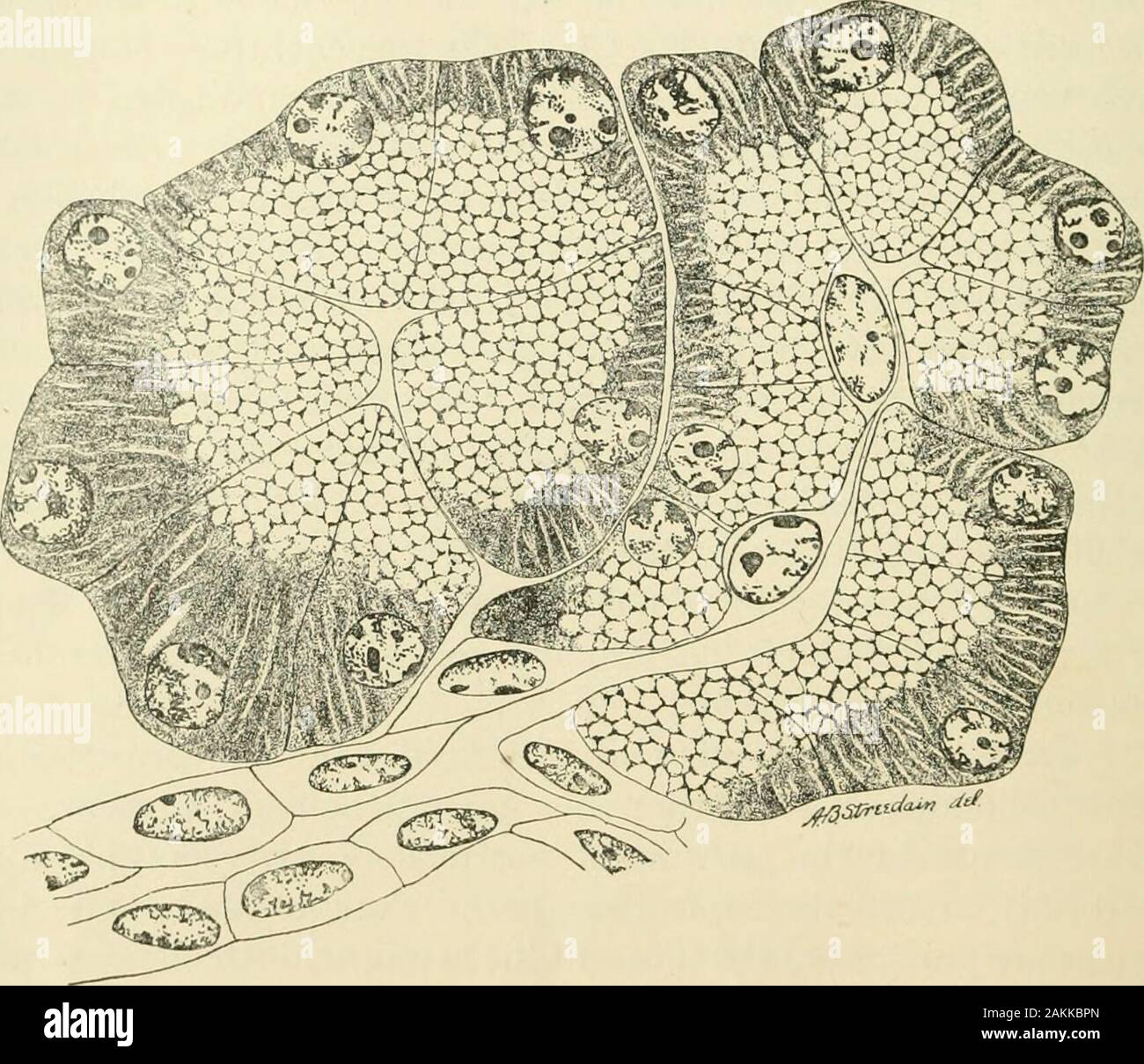 Inter penetration hi-res stock photography and images - Alamy