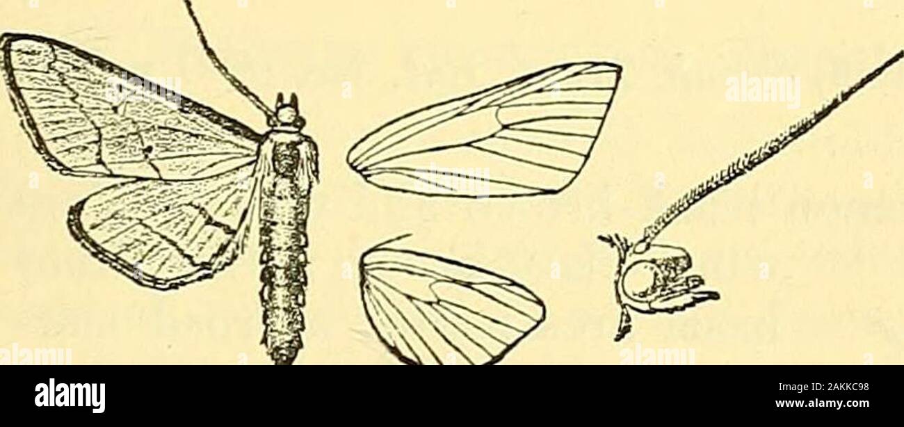Medial marginal vein hi-res stock photography and images - Alamy