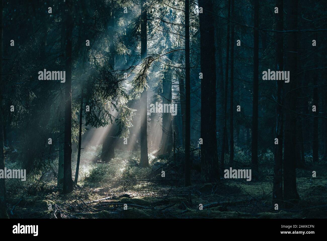 Morning sunlight shines through deep pine tree forests in Luneberg ...