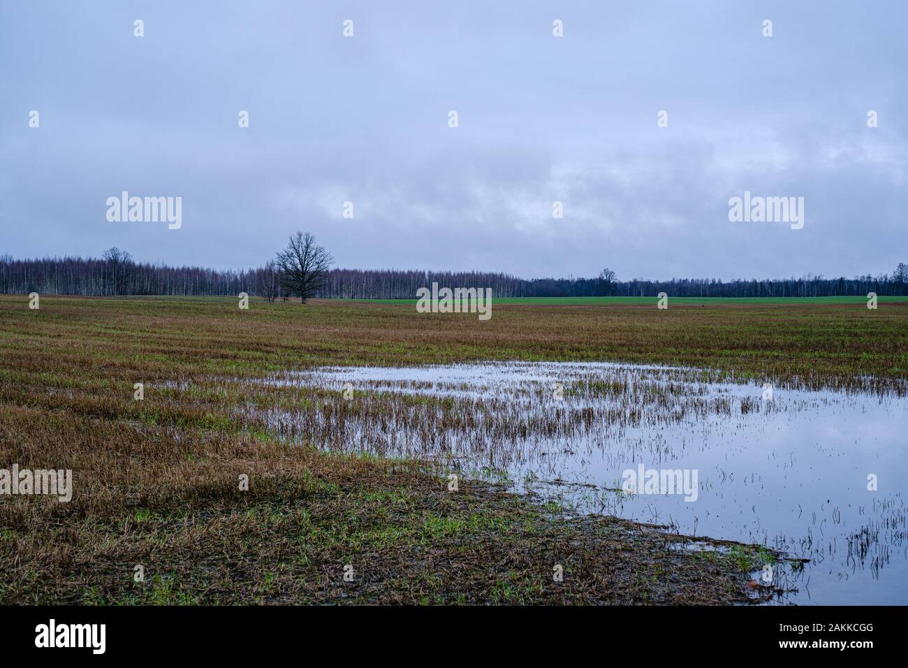 autumn river with flooded shore with trees in the water Stock Photo - Alamy