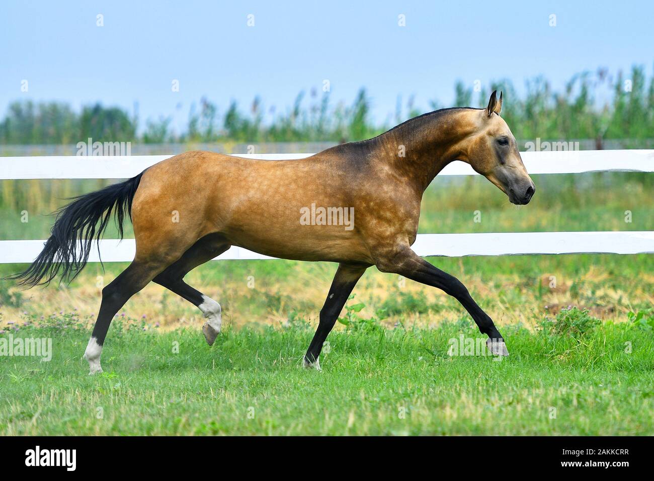 Purebred buckskin Akhal Teke stallion running in trot on the grass in ...