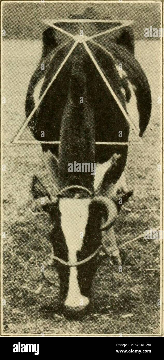 An introduction to agriculture . airybreeds of cattle are the ...