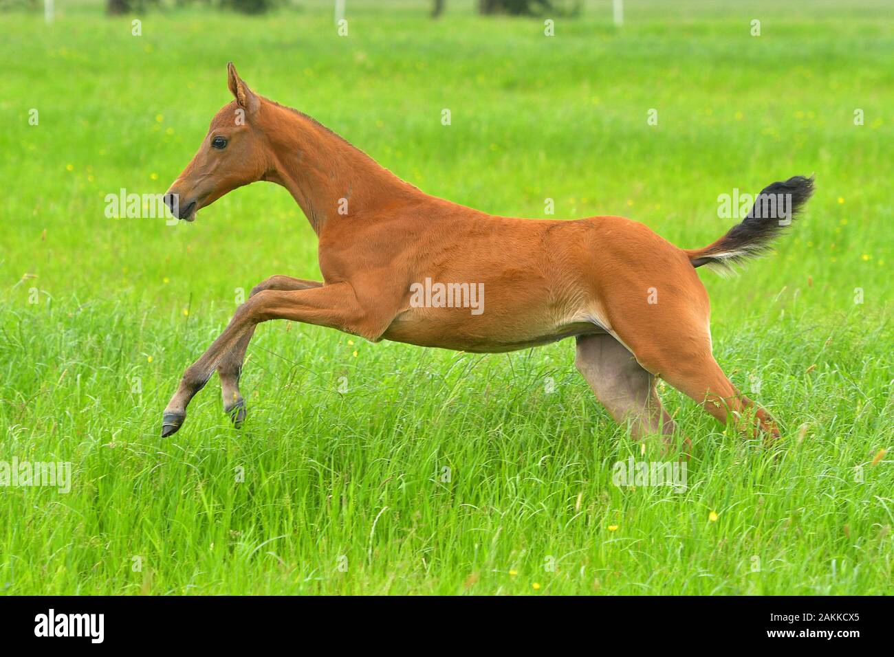Akhal teke horse with foal hi-res stock photography and images - Alamy