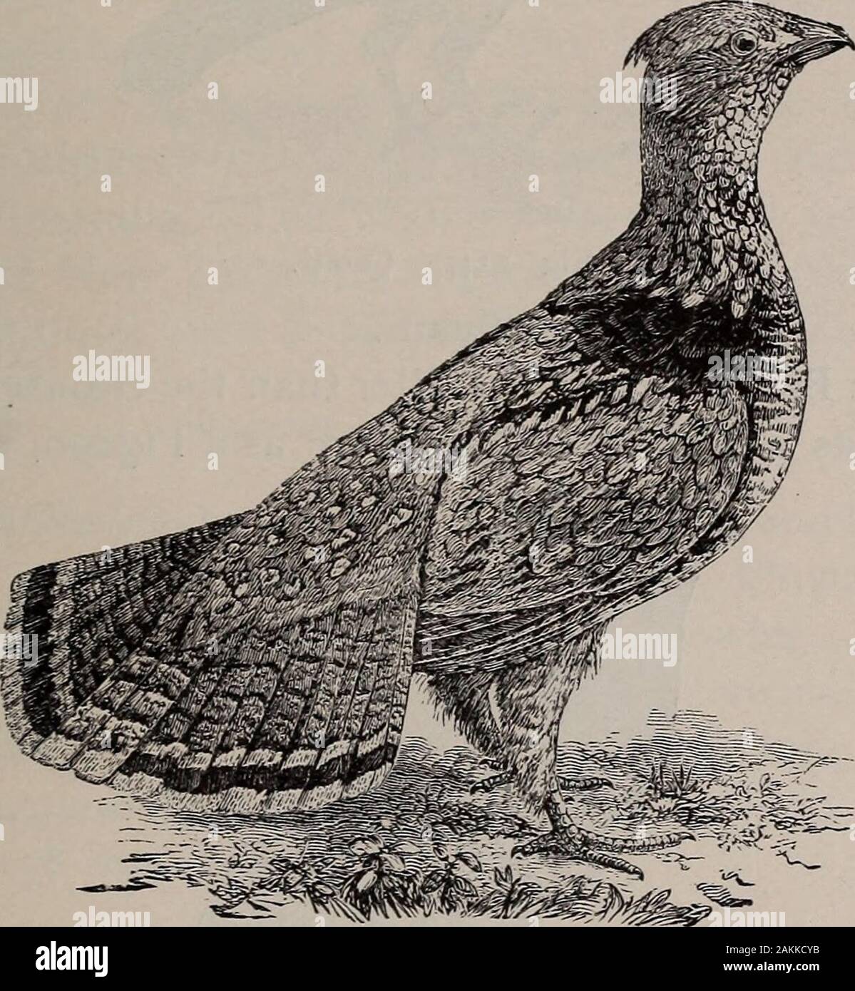 Violet neck pigeon hi-res stock photography and images - Alamy