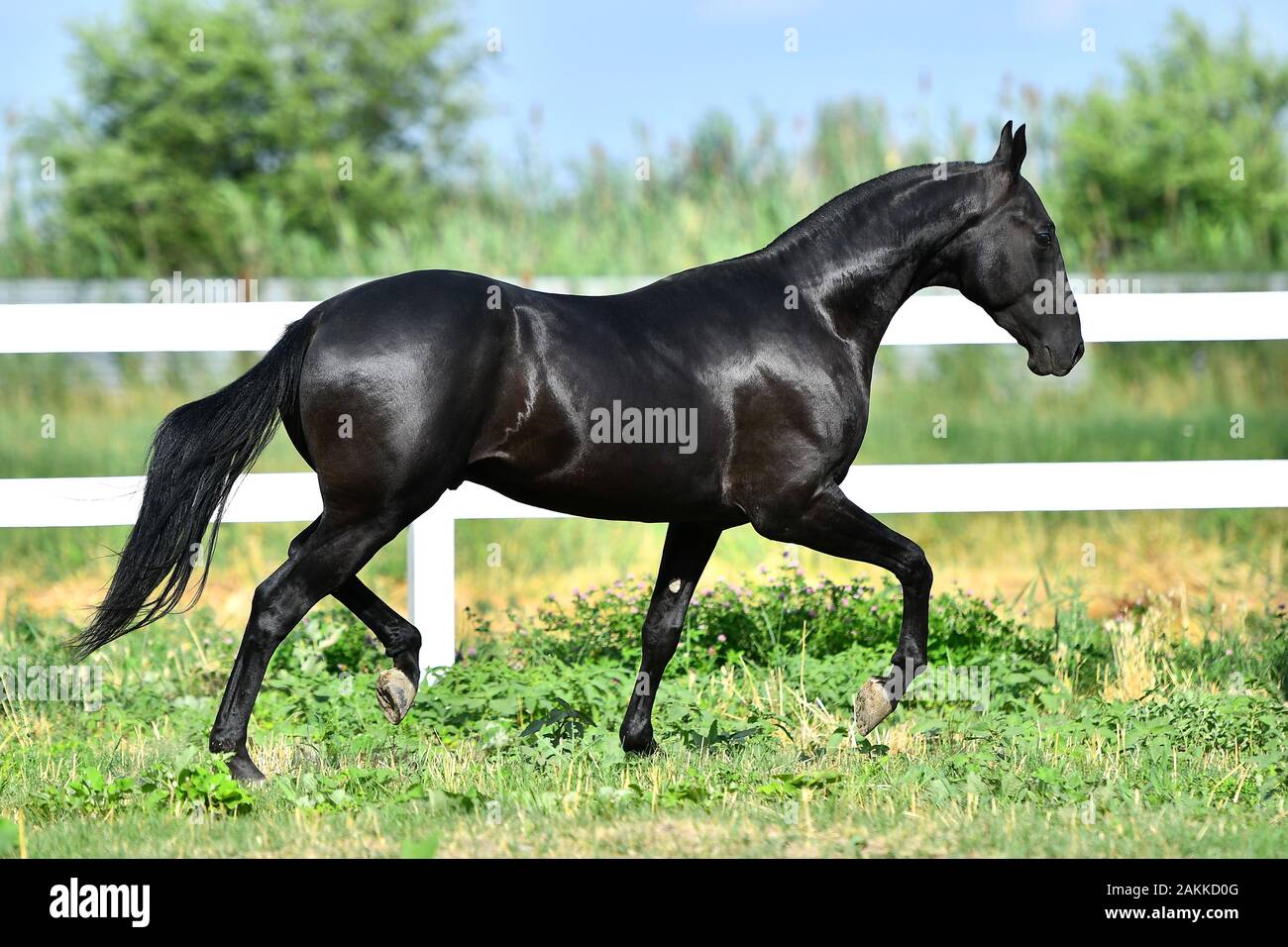 Black Akhal Teke
