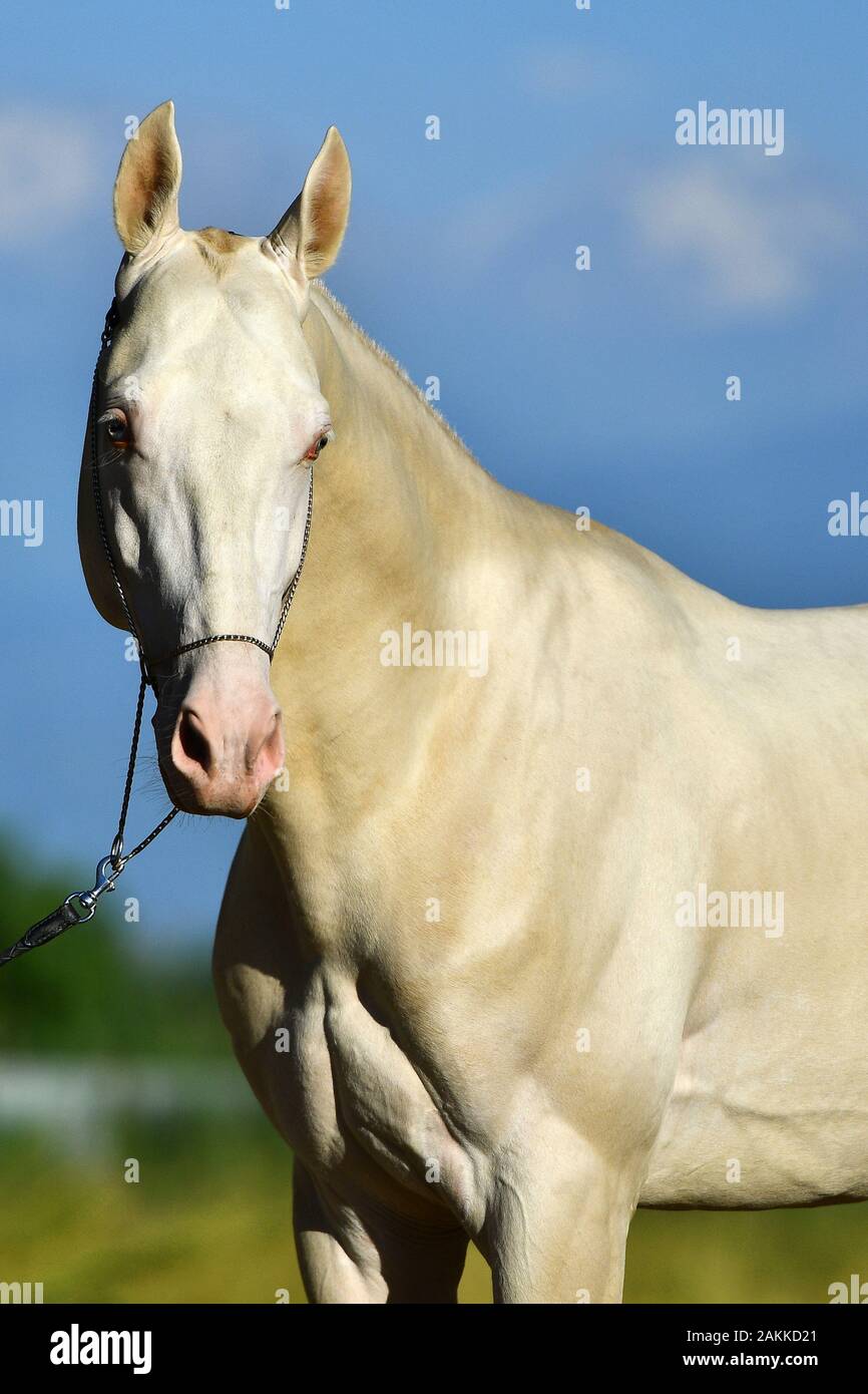 Perlino Quarter Horse