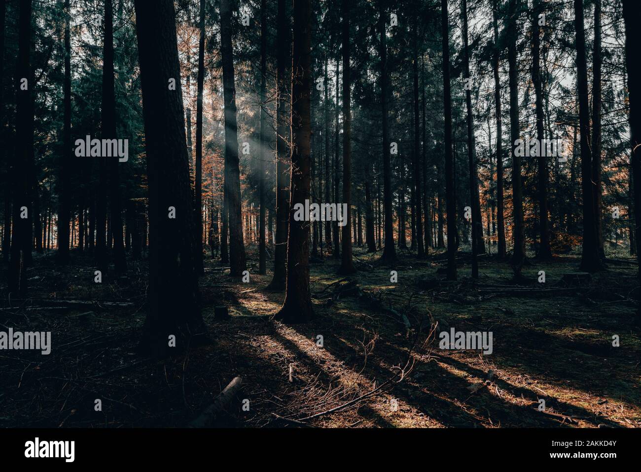 Deep gold color hi-res stock photography and images - Alamy