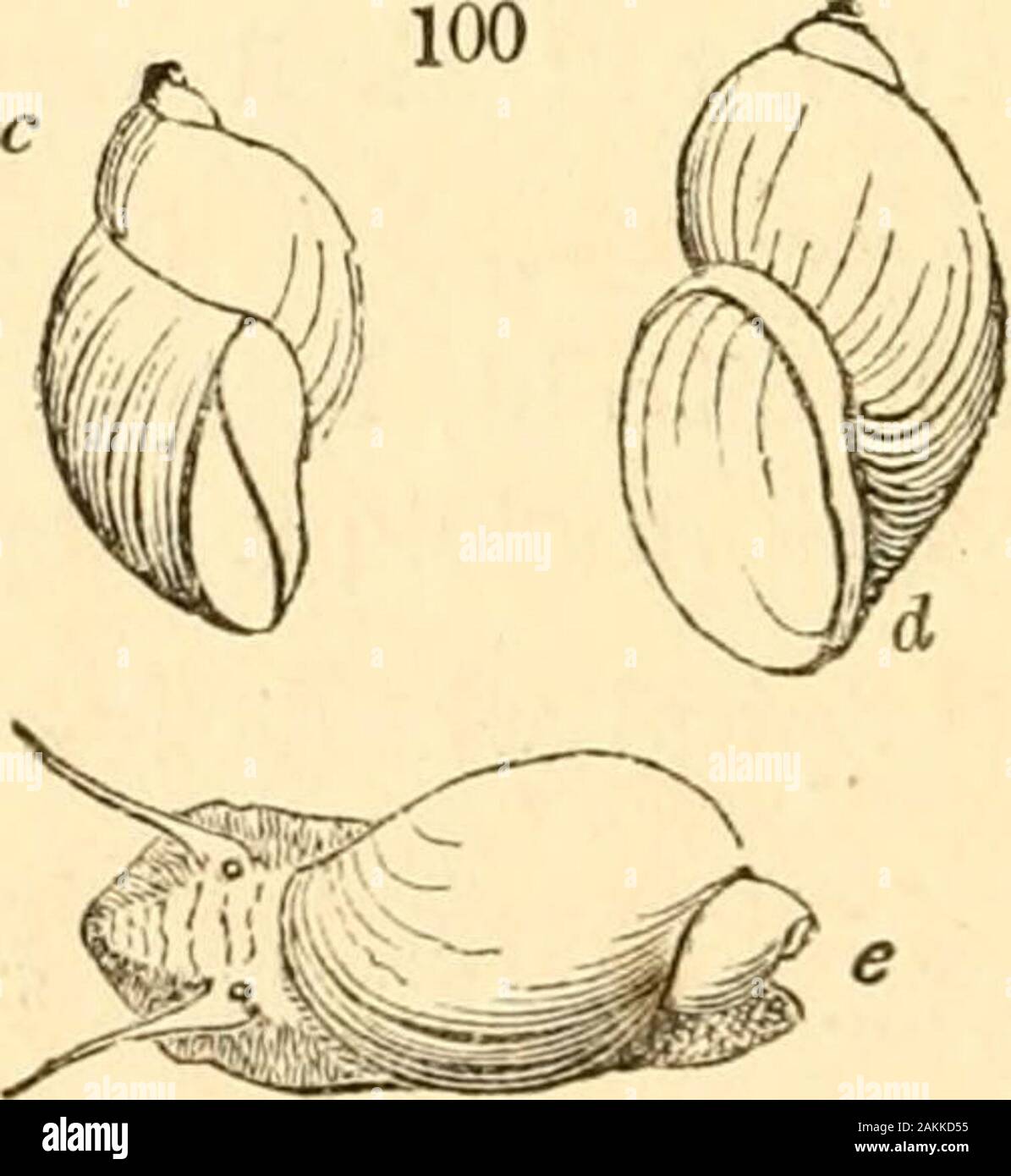 Operculum fish hi-res stock photography and images - Alamy