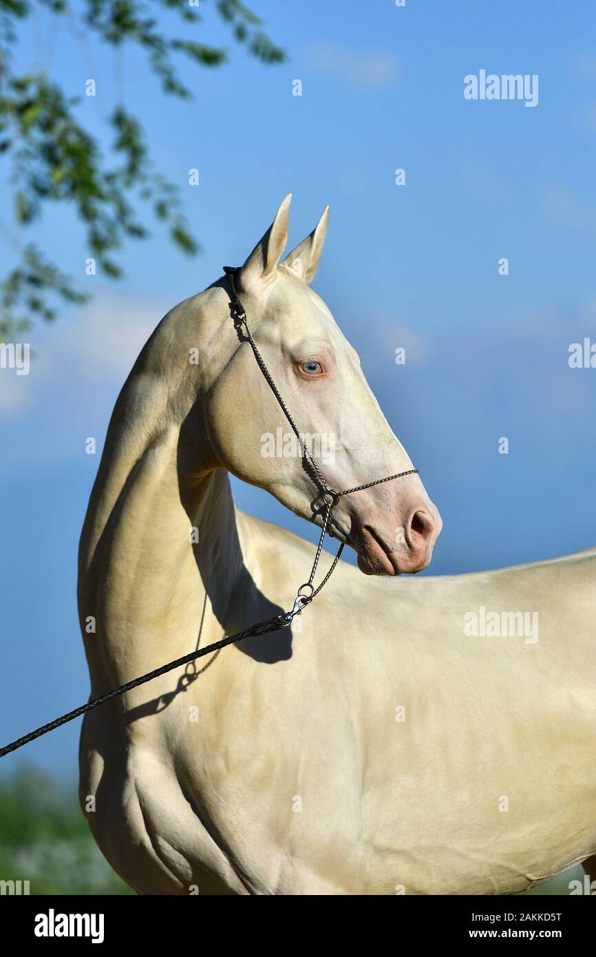 Akhal Teke Pearl White