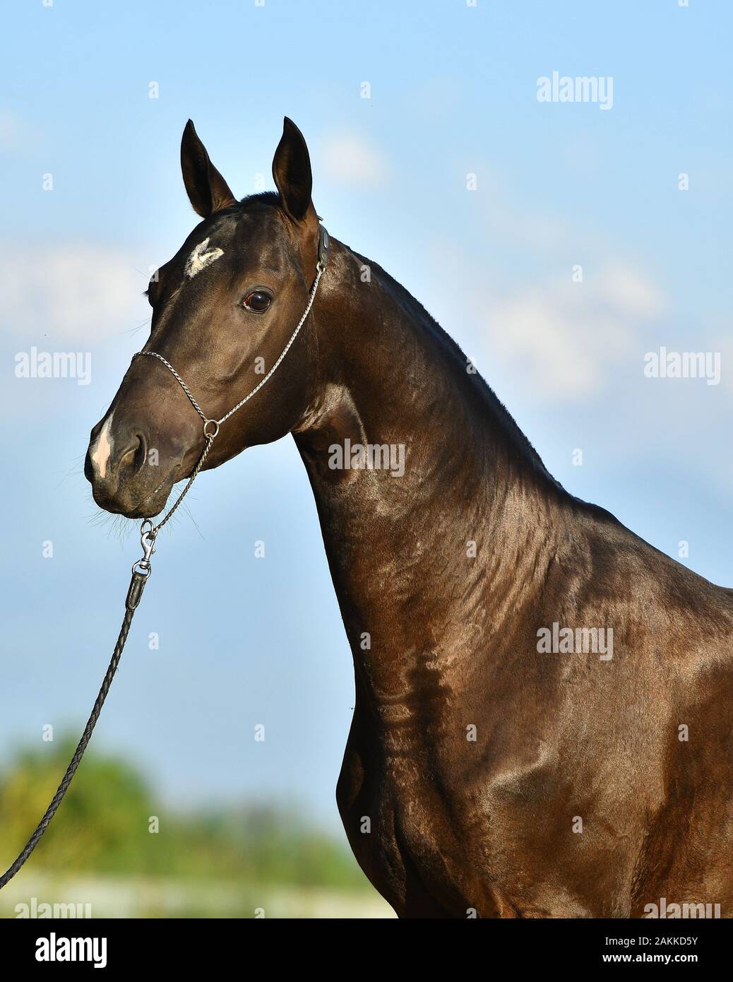 Purebred black Akhal Teke horse on a blue sky background. Portrait ...