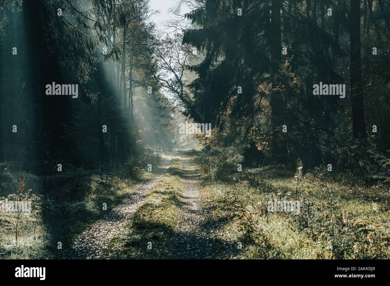 Heavy morning fog on pathway inside Luneberg Heide Forests woodland in ...