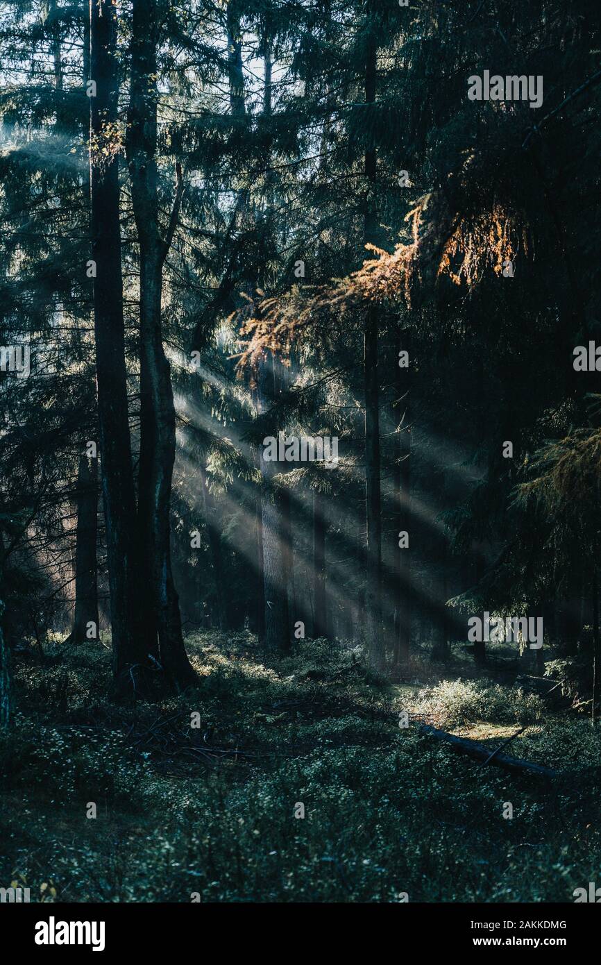 Autumn morning sunlight shines through deep forests on bushes in ...