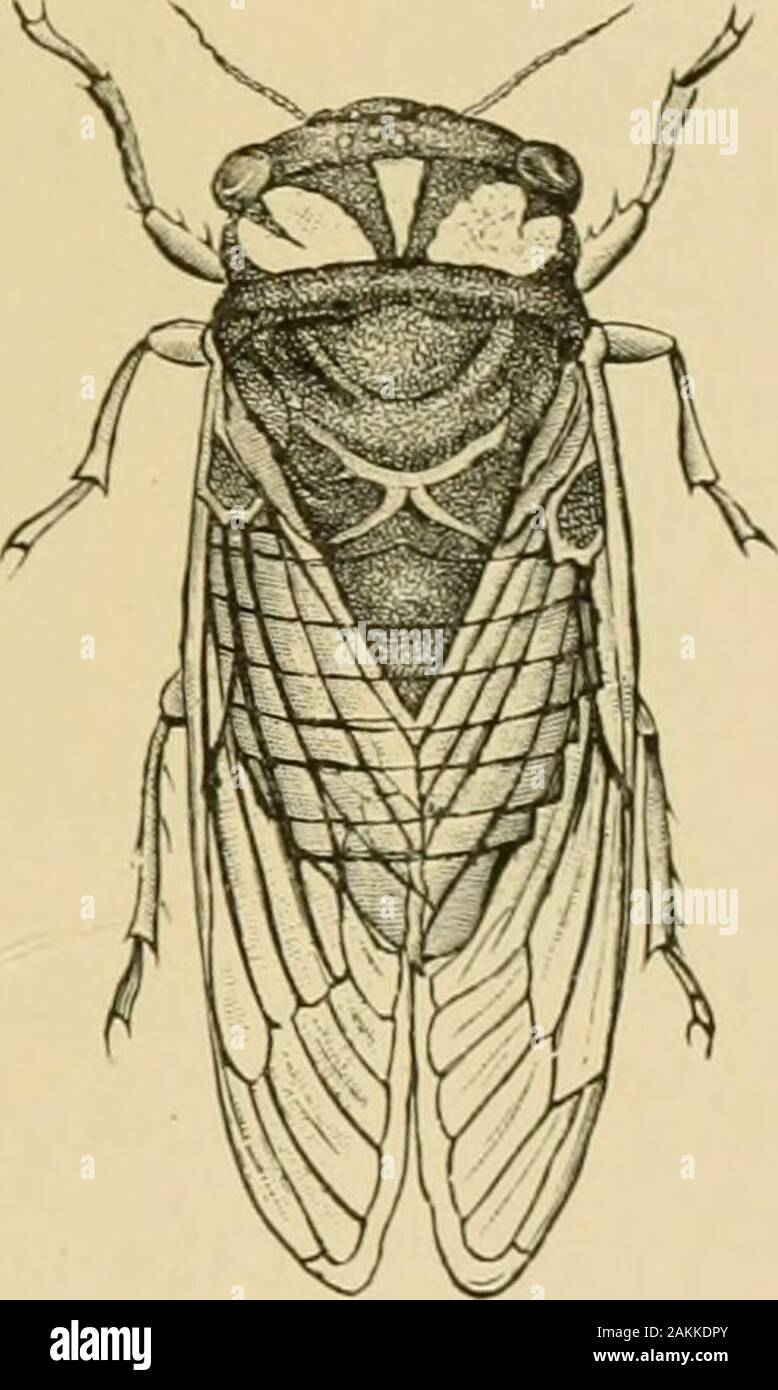 Insects injurious to fruits . llimbs of the cherry and deposits its ...