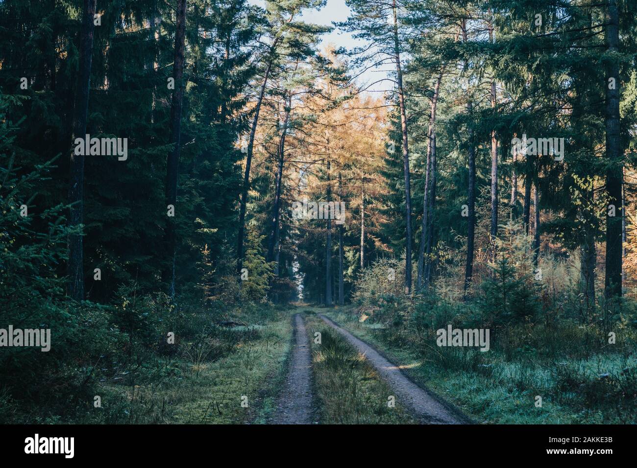 Foggy pathway inside pine tree forests with autumn fall colored foliage ...