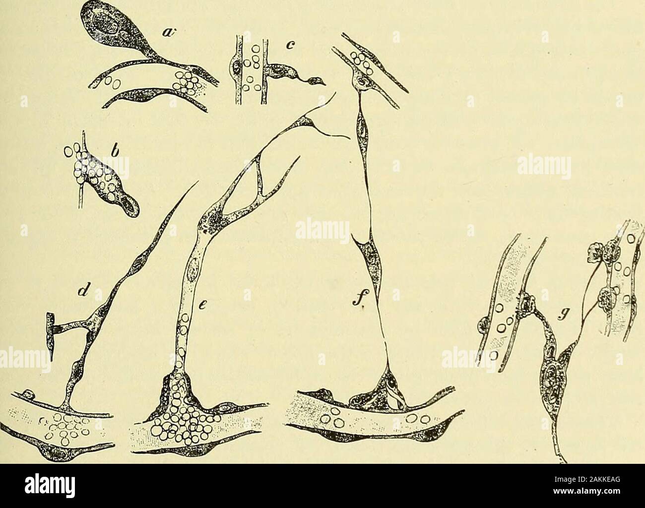 Lacerations skin hi-res stock photography and images - Alamy