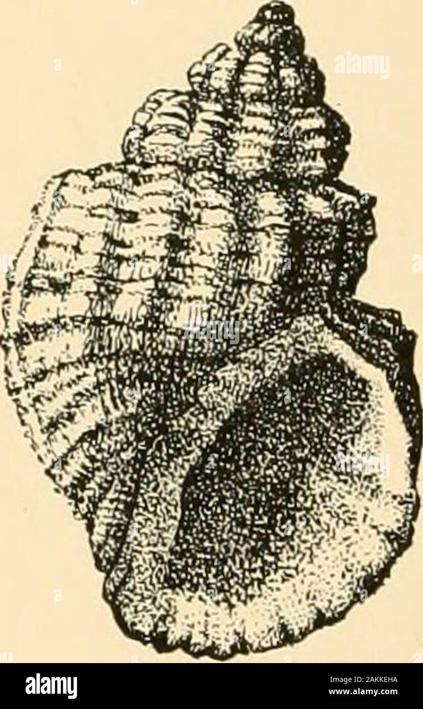 The Tanganyika problem; an account of the researches undertaken ...