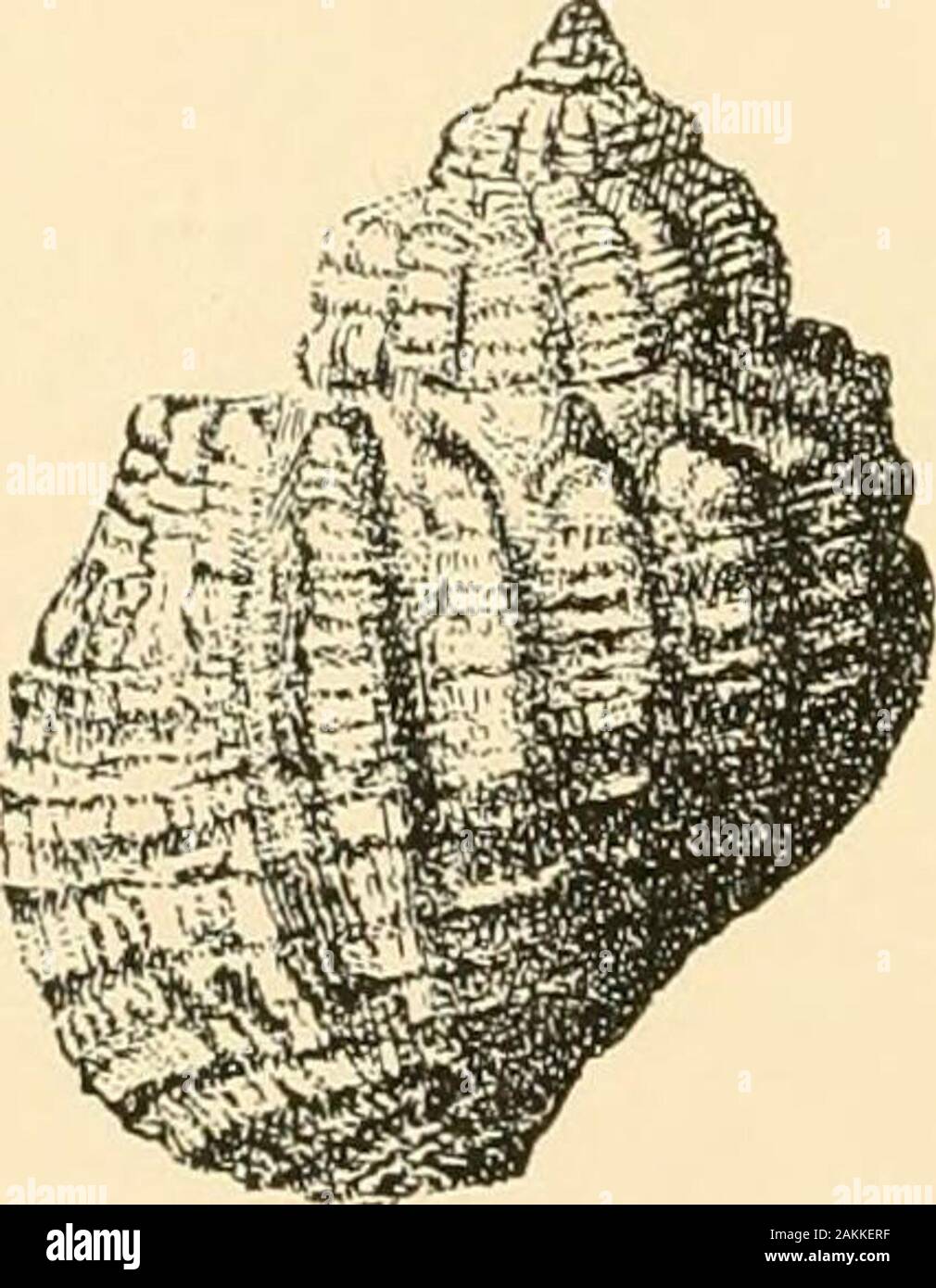 Digestivesystem hi-res stock photography and images - Alamy