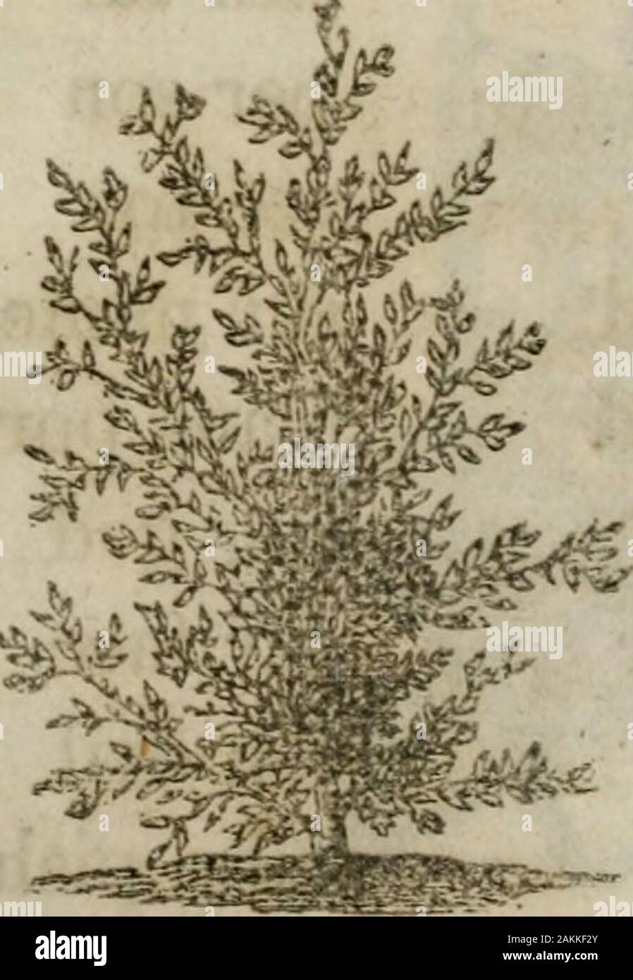 Petsi hi-res stock photography and images - Alamy