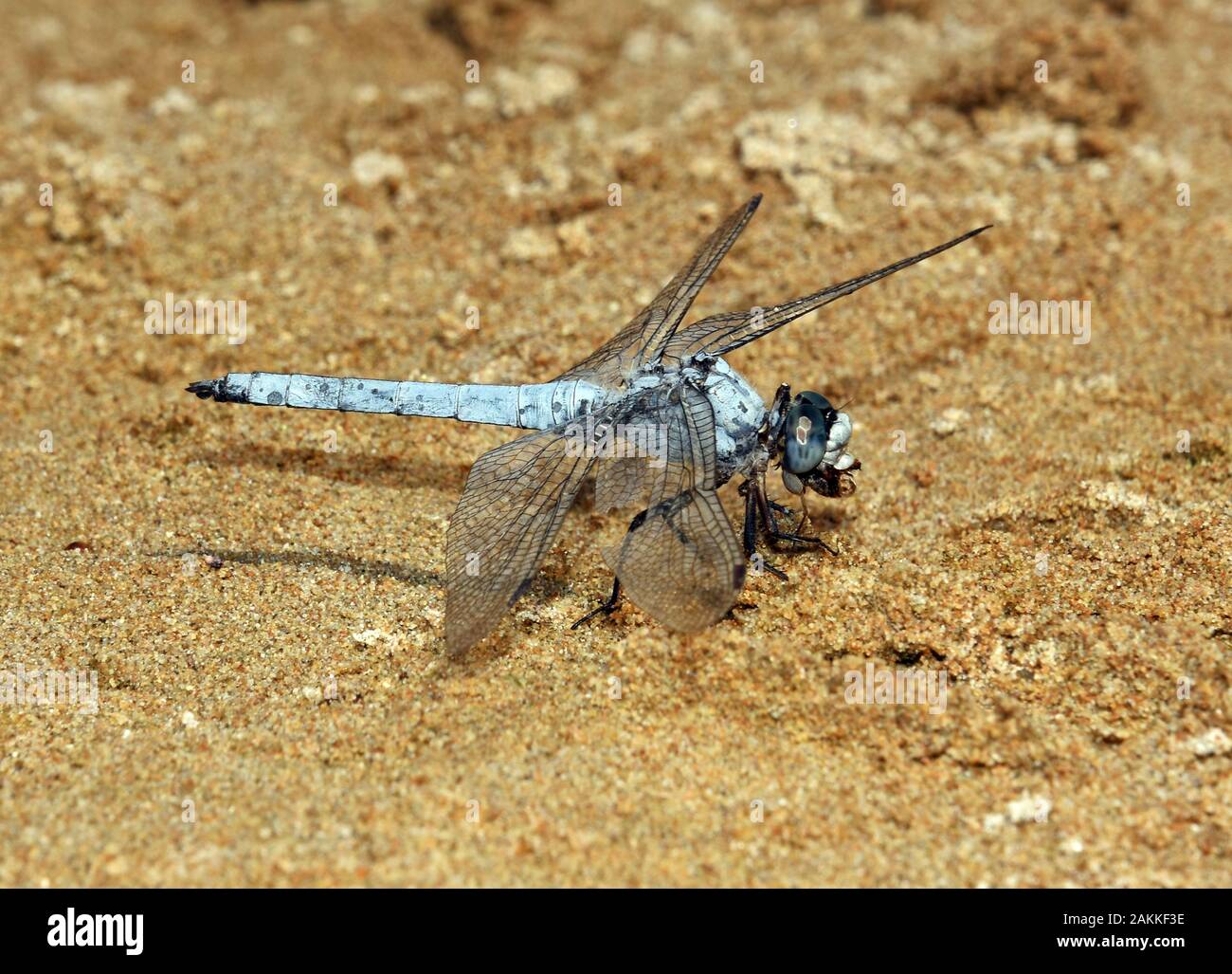 Sea centipede hi-res stock photography and images - Alamy