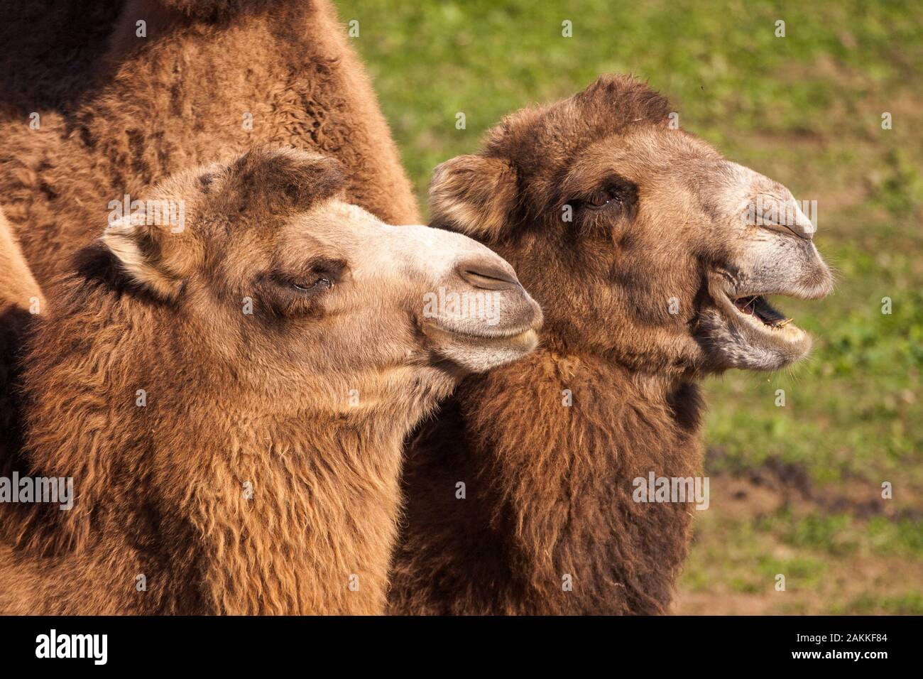 Two camels gossiping Stock Photo - Alamy