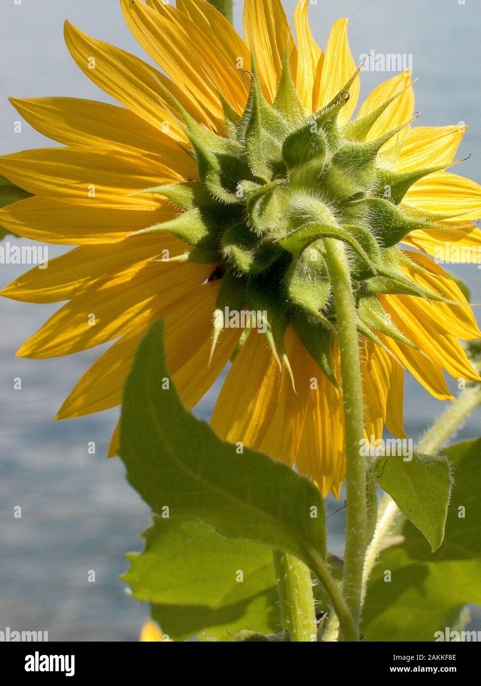 Sunflower seen from the back Stock Photo - Alamy