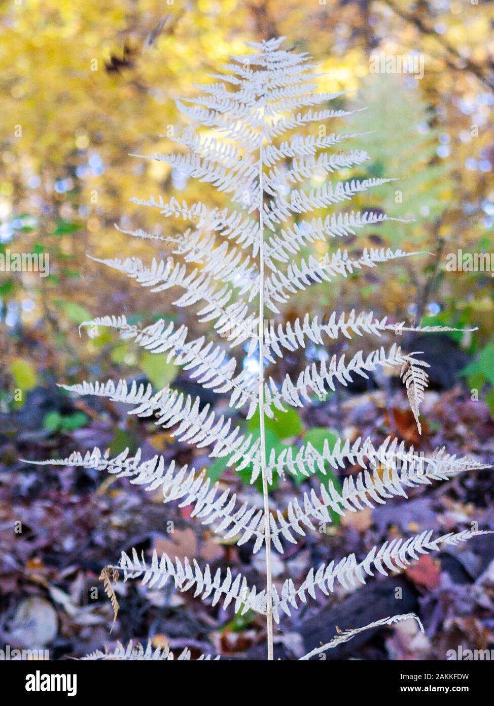 Dead fern against fall colors Stock Photo - Alamy