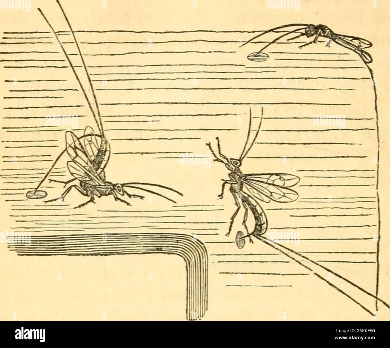 The entomologist's text book : an introduction to the natural history ...