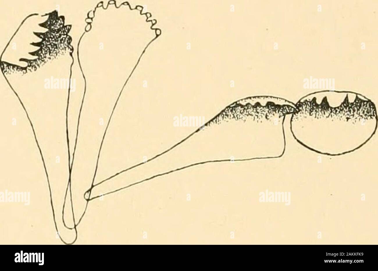 Female brood pouch hi-res stock photography and images - Alamy