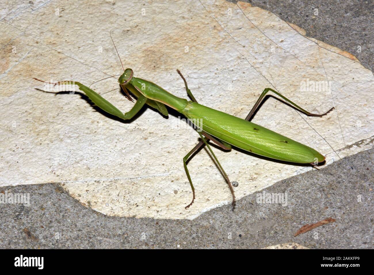 Wildlife corfu hi-res stock photography and images - Alamy