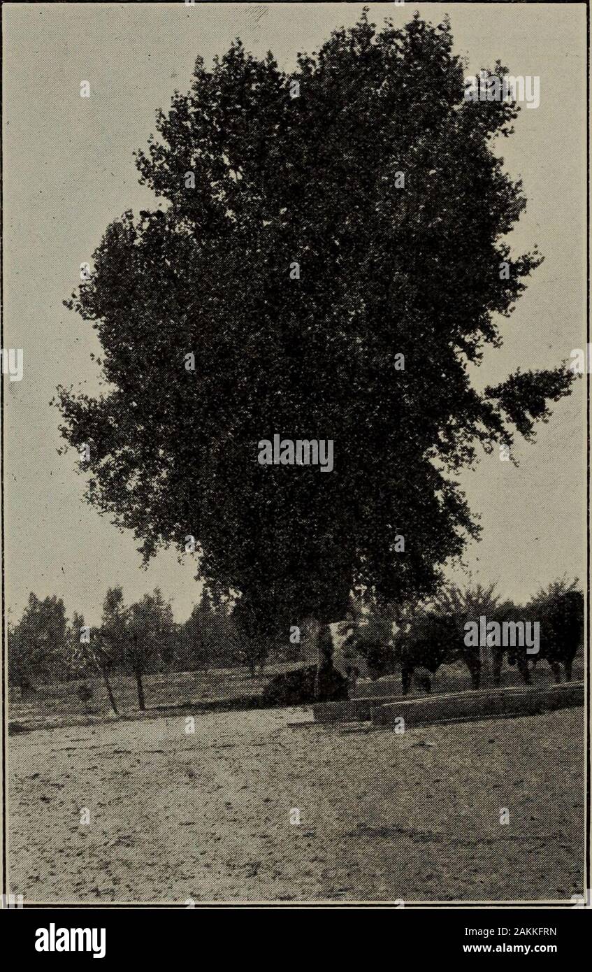 True ash trees hi-res stock photography and images - Alamy